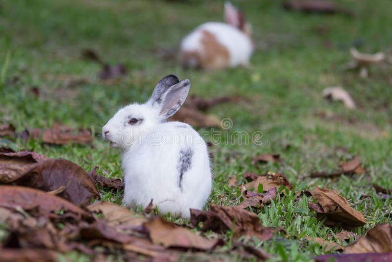 Rabbit on field stock photo. Image of cottontail, wild - 80519752