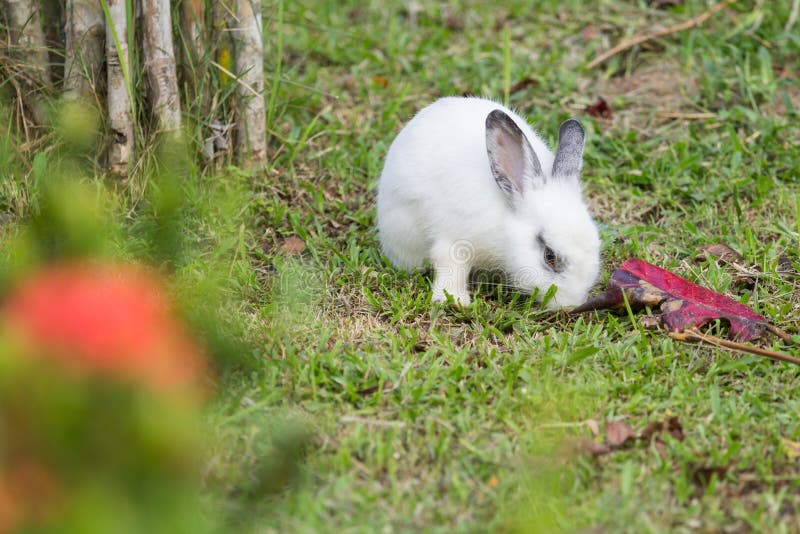 Rabbit in the Field. Field of Yellow Flowers Stock Photo - Image of ...