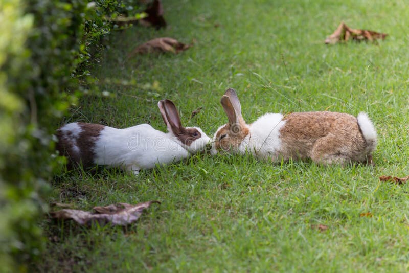 Rabbit on field stock photo. Image of animal, wildlife - 80590988