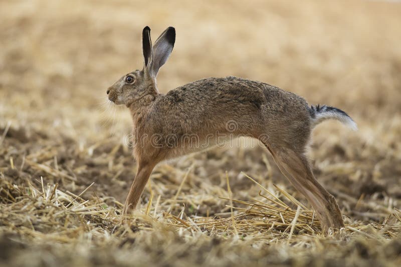 Rabbit in a field stock image. Image of baby, easter - 19682719