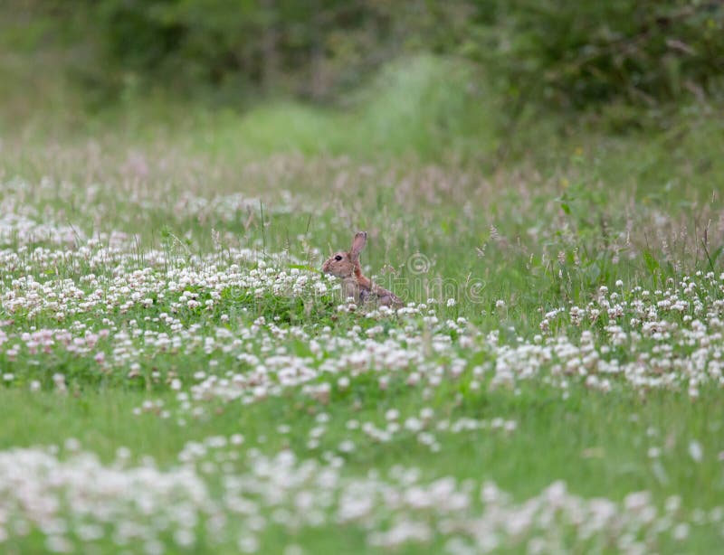 Rabbit in a Field with Wild Flowers Stock Image - Image of wild, spring ...