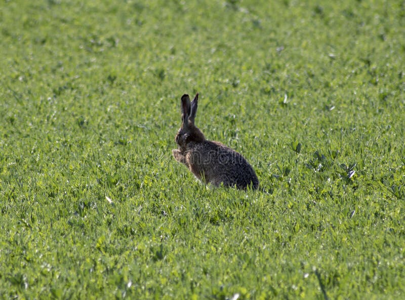 Rabbit on a field stock photo. Image of animal, spring - 116660070