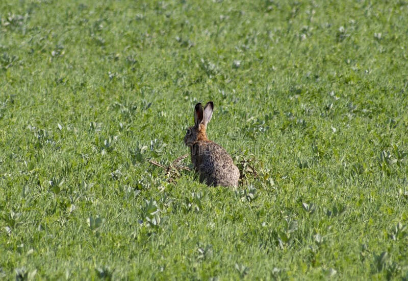 Rabbit on a field stock photo. Image of animal, wildlife - 116660142