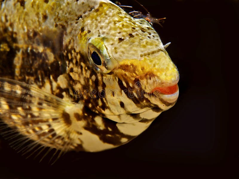 Rabbit-Fish stock photo. Image of stone, underwater, mediterranean ...