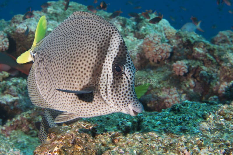 Rabbit-Fish stock photo. Image of stone, underwater, mediterranean ...