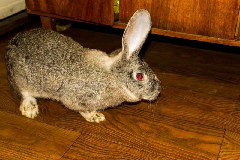 Rabbit on floor in room stock image. Image of home, rabbit - 135772395