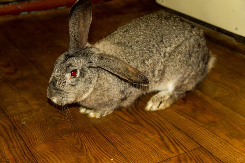 Rabbit on floor in room stock image. Image of home, rabbit - 135772395