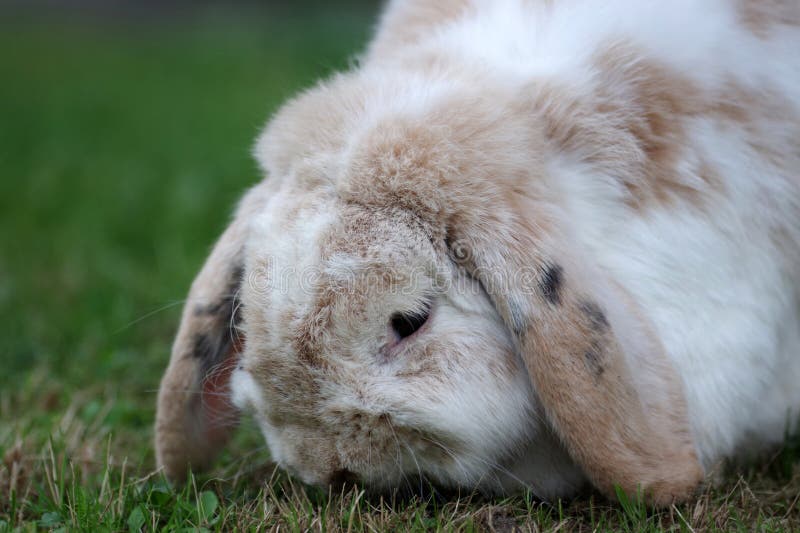 Rabbit with floppy ears stock photo. Image of rabbit - 333252176