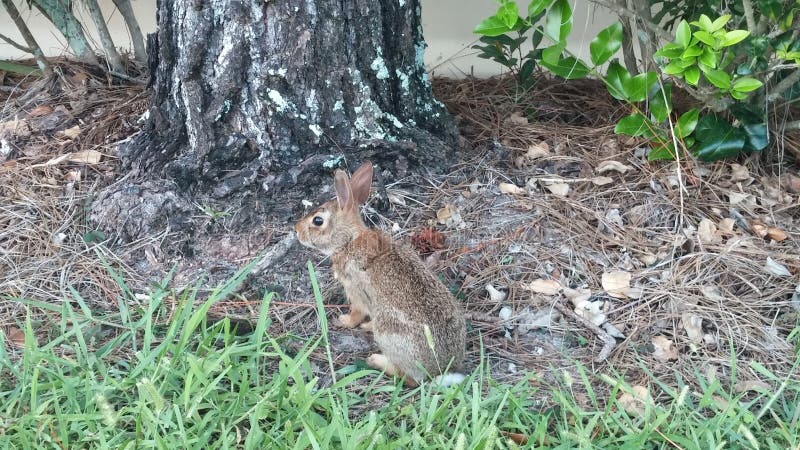 Rabbit in Florida stock photo. Image of nice, bunny, flowers - 72327414