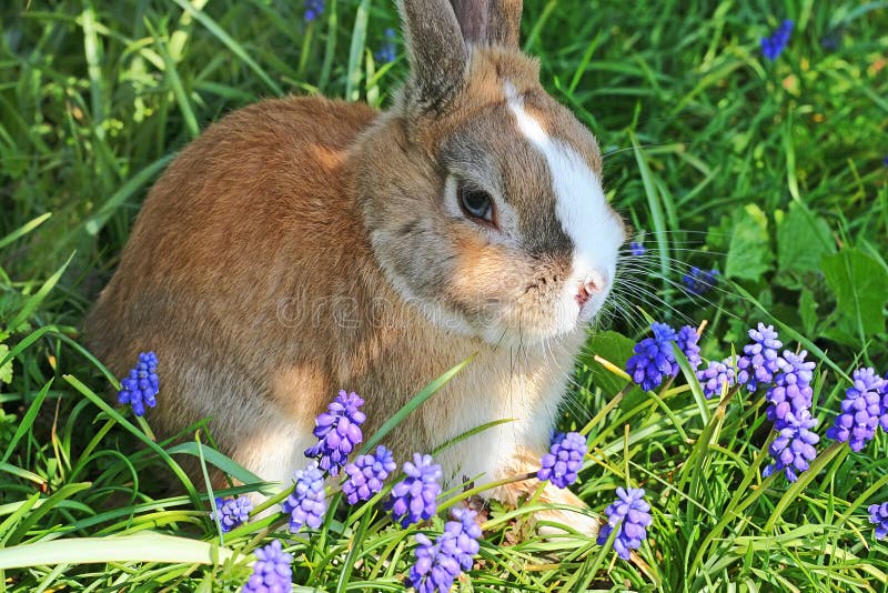 Rabbit in flowers stock image. Image of face, beautiful - 2527057