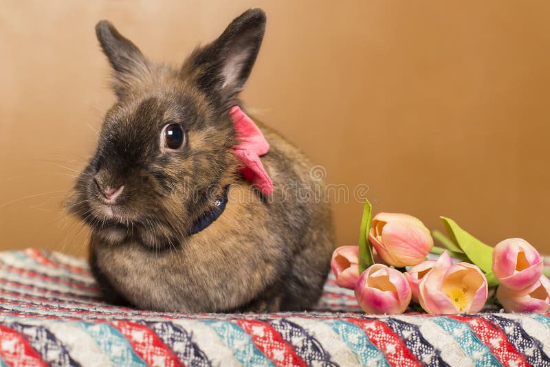 Rabbit with flowers stock photo. Image of decoration - 107313048