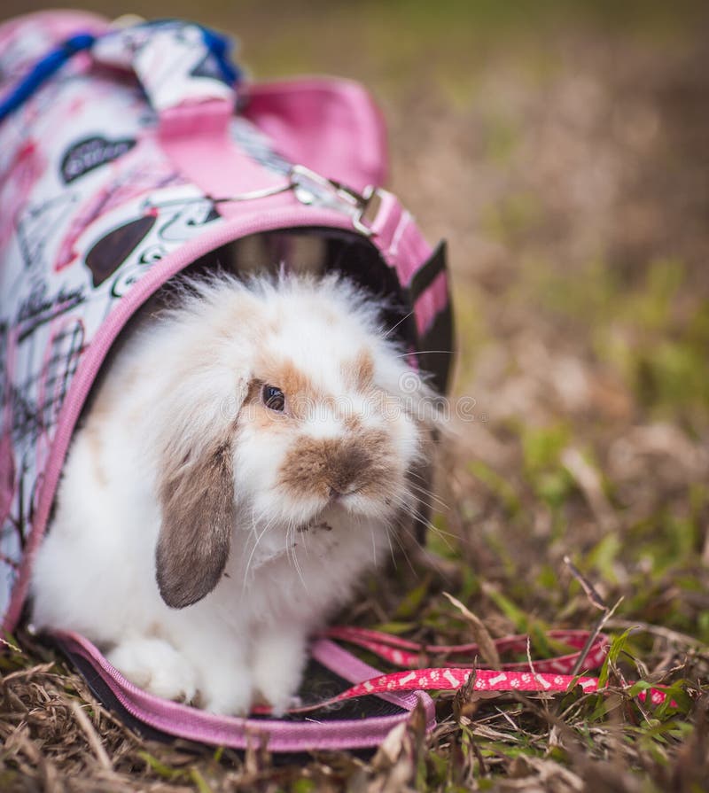 Rabbit stock image. Image of fluffy, happy, beauty, children - 50032447