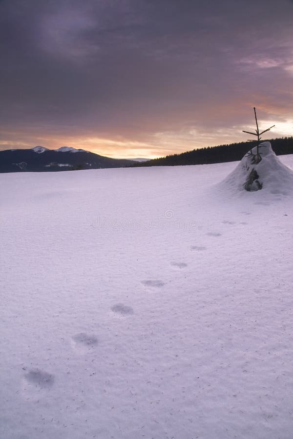 Rabbit foot-prints in snow stock photo. Image of peak - 8692844