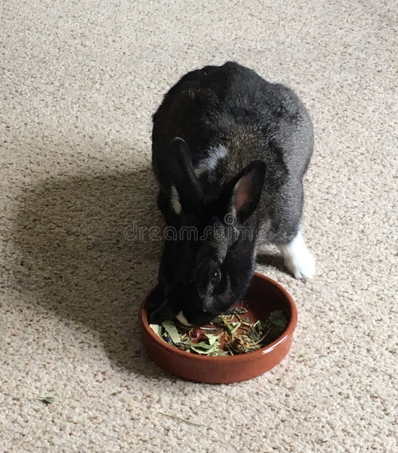 Rabbit foraging stock photo. Image of rabbit, foraging - 99168596