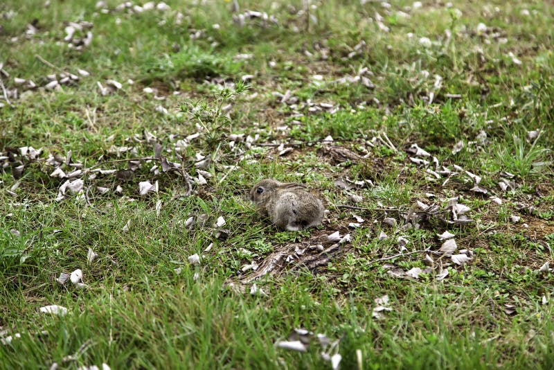 Rabbit in forest stock image. Image of adorable, hunt - 222212615