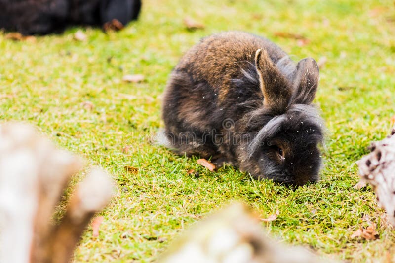 Rabbit on Freedom in the Meadow Stock Image - Image of bunny, animal ...