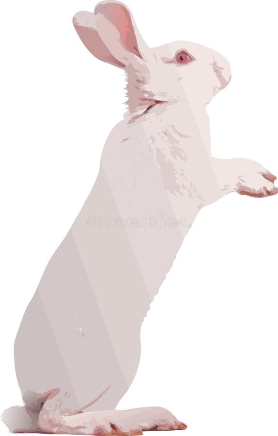 Rabbit , Full Body Realistic Image, White Background Stock Illustration ...