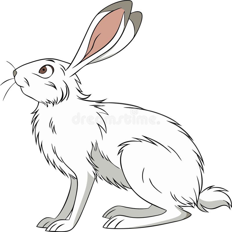 Rabbit , Full Body Realistic Image, White Background Stock Illustration ...