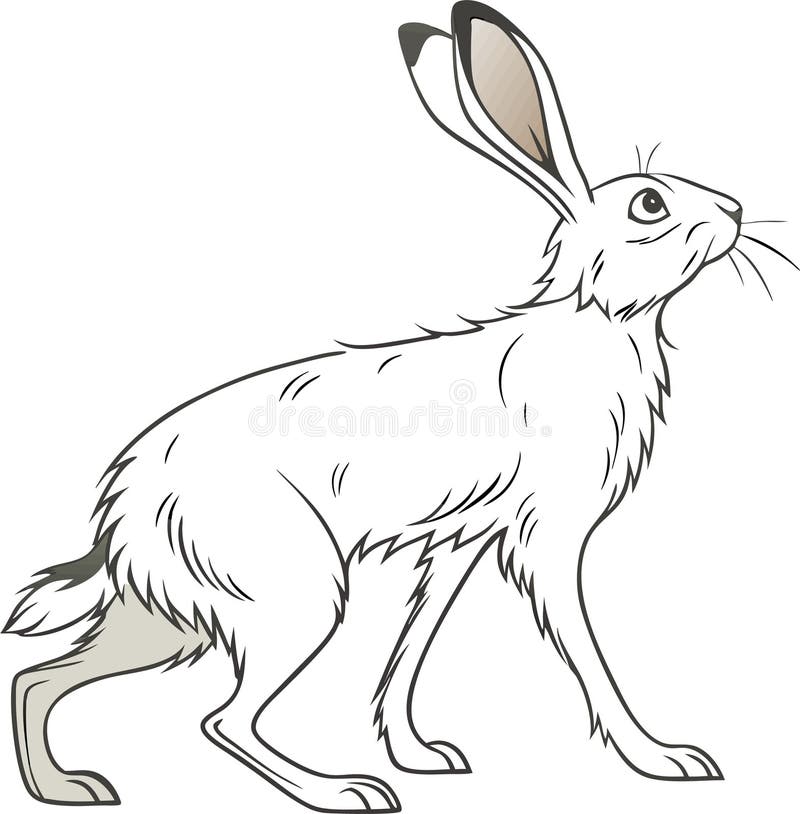 Rabbit , Full Body Realistic Image, White Background Stock Illustration ...