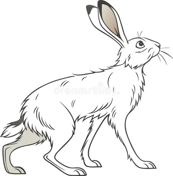 Rabbit , Full Body Realistic Image, White Background Stock Illustration ...