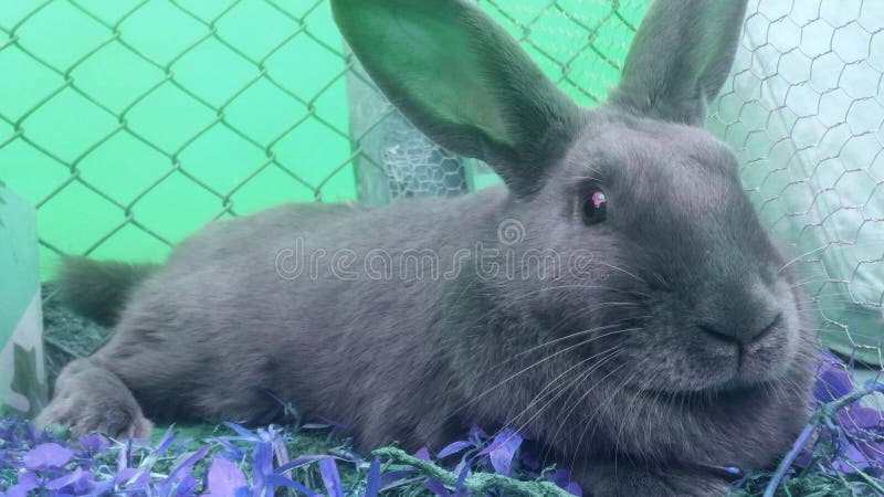 Rabbit Full Color Rainbow Stock Photos - Free & Royalty-Free Stock ...