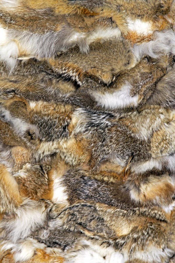 Rabbit fur stock image. Image of fashion, clothing, wild - 21043969