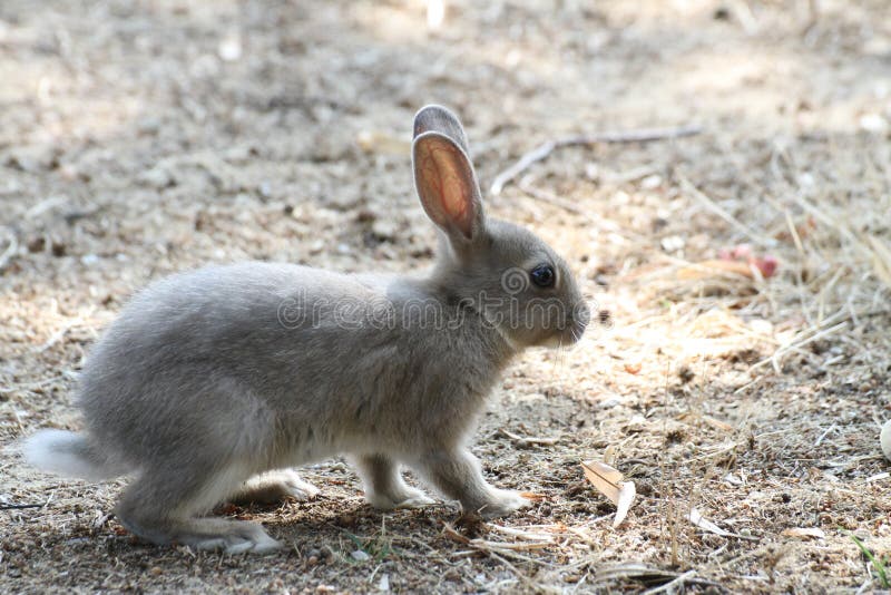 Rabbit with Fur Around the Beach Looking for Food Stock Image - Image ...