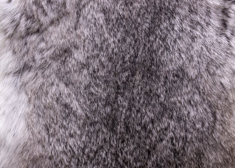 Detail of rabbit fur stock photo. Image of backgrounds - 24107668