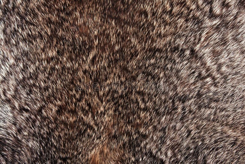 Rabbit fur texture stock image. Image of wild, striped - 13368823