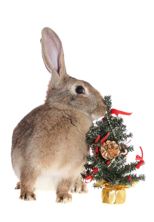 Rabbit with a fur-tree stock image. Image of pupil, white - 13041169