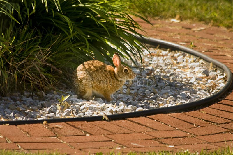 Rabbit in Garden stock image. Image of green, backyard - 14361123