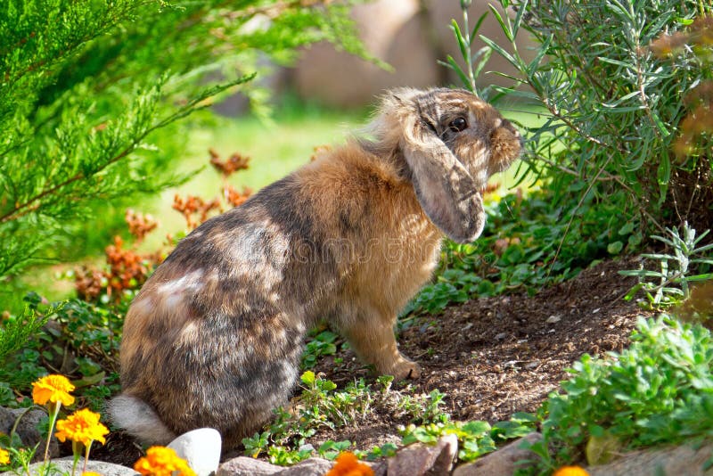 Rabbit in the garden stock image. Image of nature, gray - 26929867