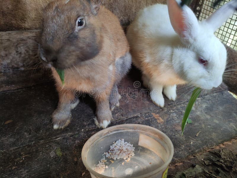 Rabbit in Garden Beautiful Nature in Sri Lanka Stock Photo - Image of ...