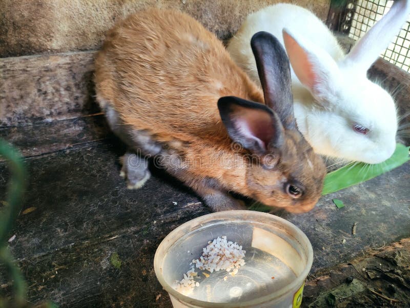Rabbit in Garden Beautiful Nature in Sri Lanka Stock Image - Image of ...