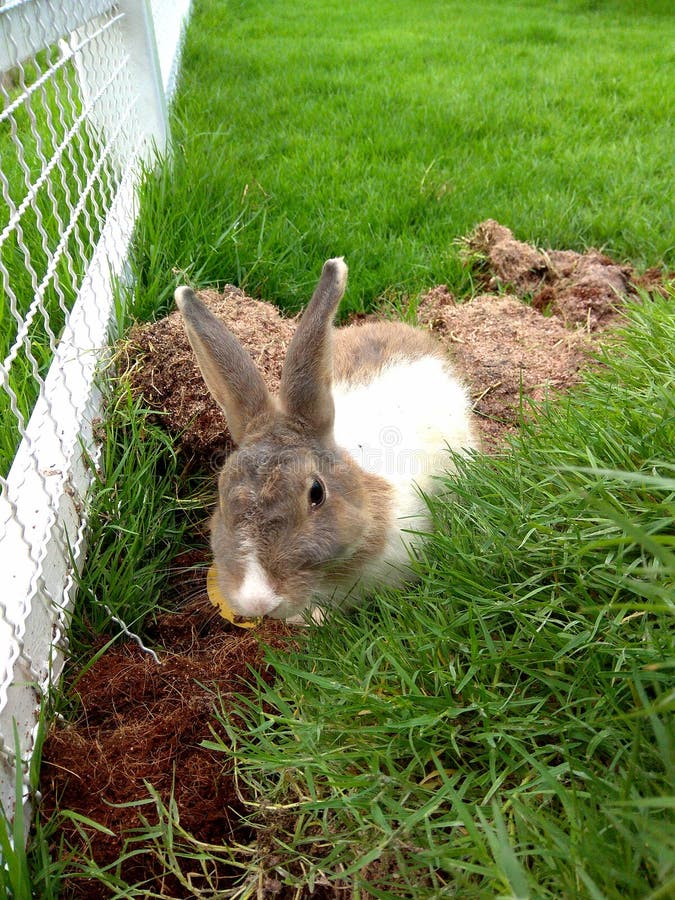 Rabbit in garden stock photo. Image of bunny, closeup - 149304564