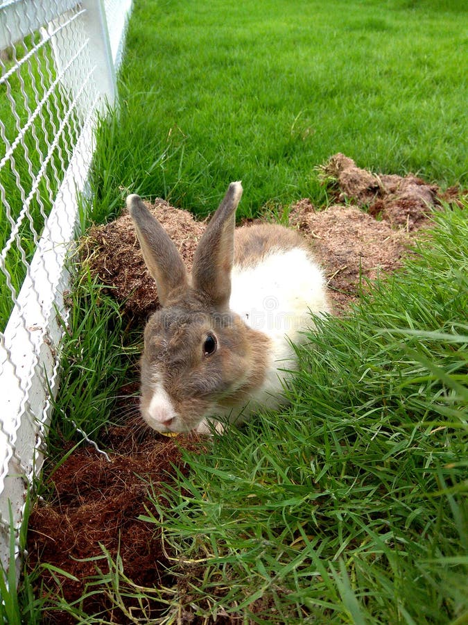 Rabbit in garden stock photo. Image of cottontail, carrot - 149304994
