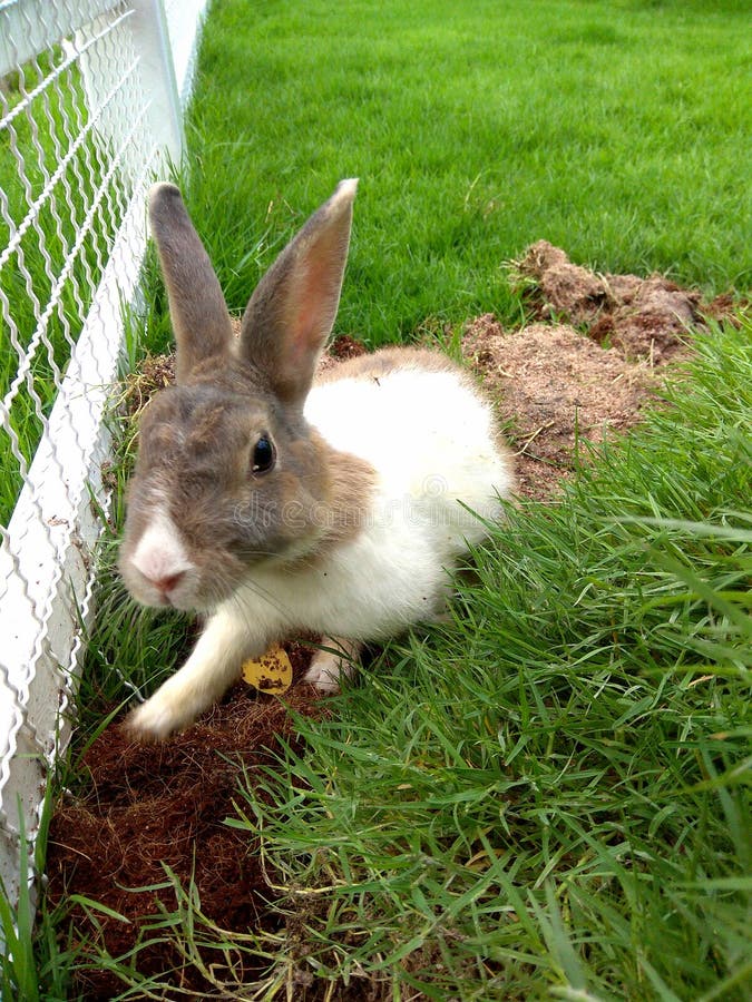 Rabbit in garden stock image. Image of adorable, colorful - 149305335