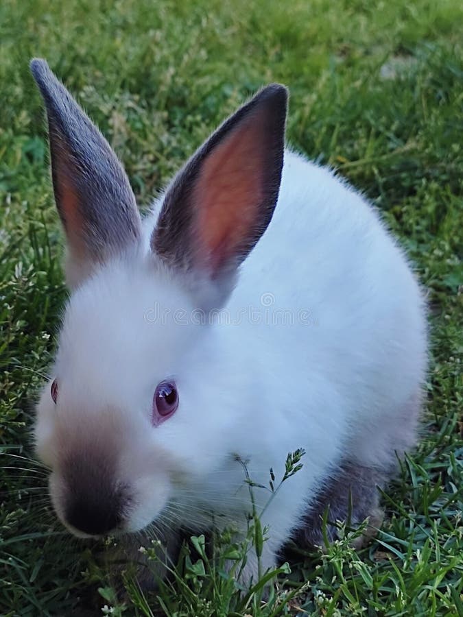 Scared rabbit, ears held stock photo. Image of fear, rabbit - 26185770