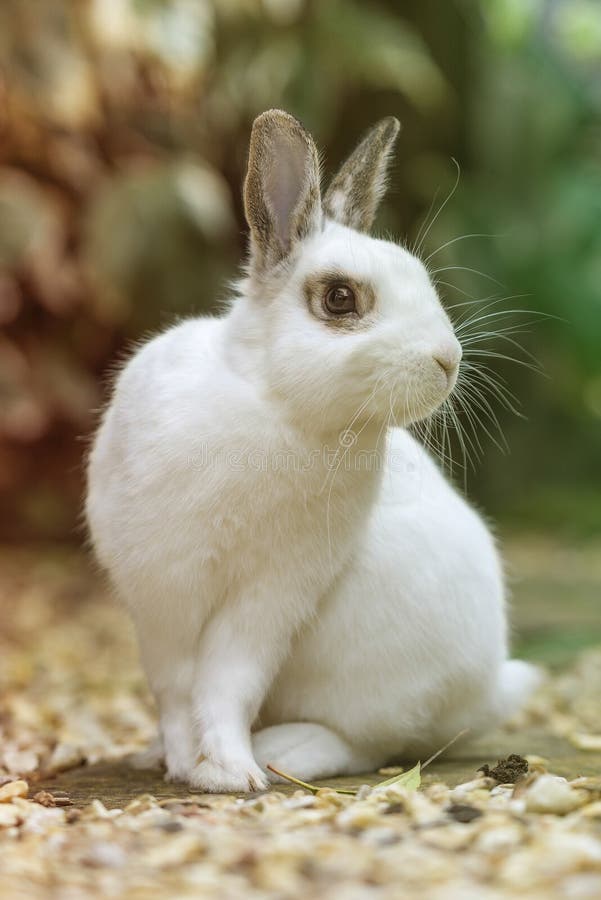 Rabbit in the garden stock photo. Image of bunny, grass - 51107580