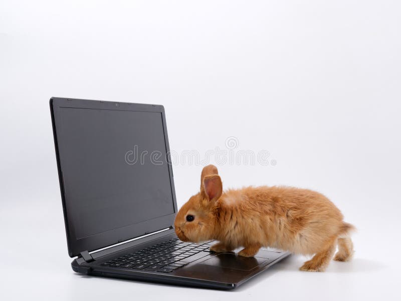 342 Animal Geek Stock Photos - Free & Royalty-Free Stock Photos from ...