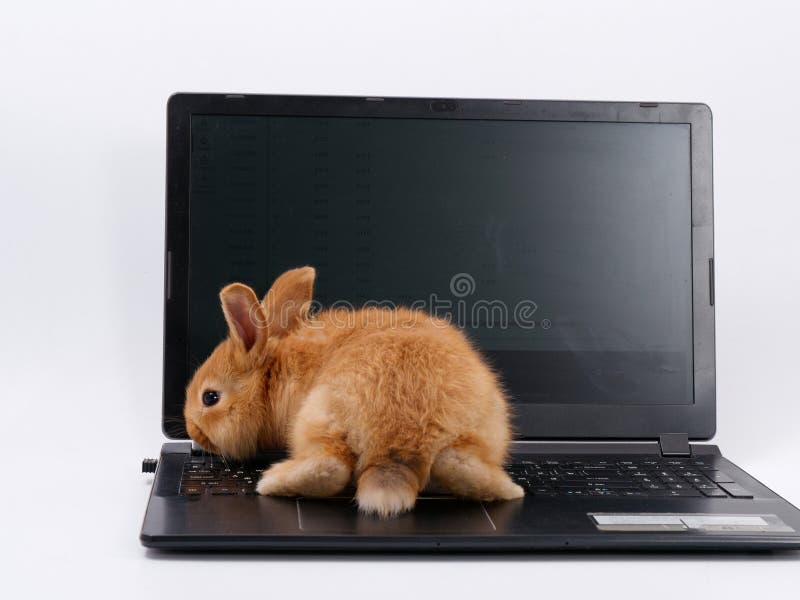 355 Animal Geek Stock Photos - Free & Royalty-Free Stock Photos from ...