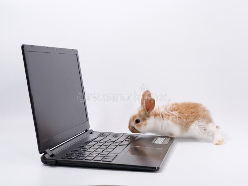 342 Animal Geek Stock Photos - Free & Royalty-Free Stock Photos from ...