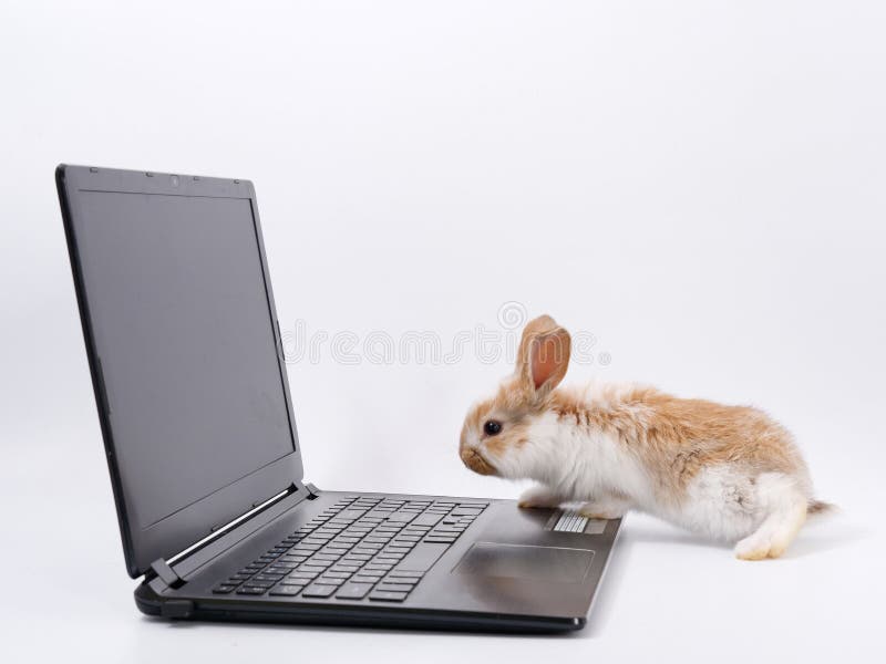 356 Animal Geek Stock Photos - Free & Royalty-Free Stock Photos from ...