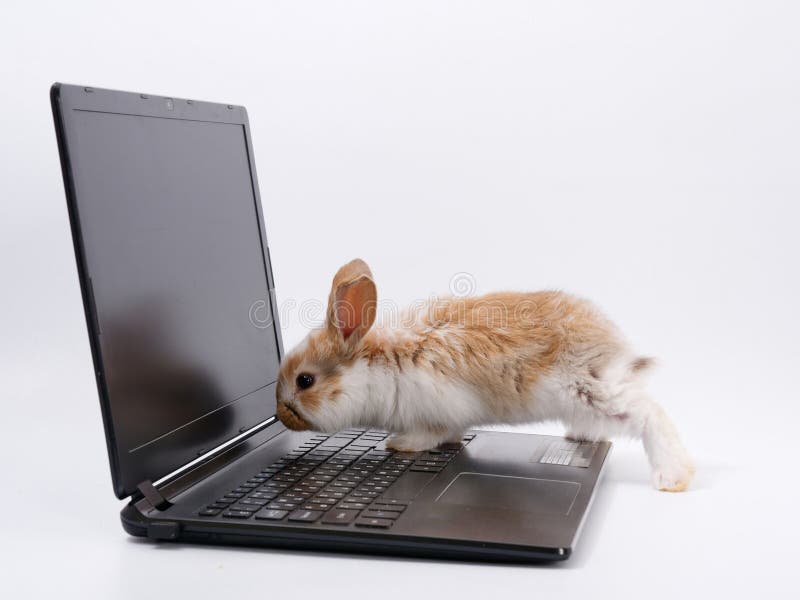 342 Animal Geek Stock Photos - Free & Royalty-Free Stock Photos from ...