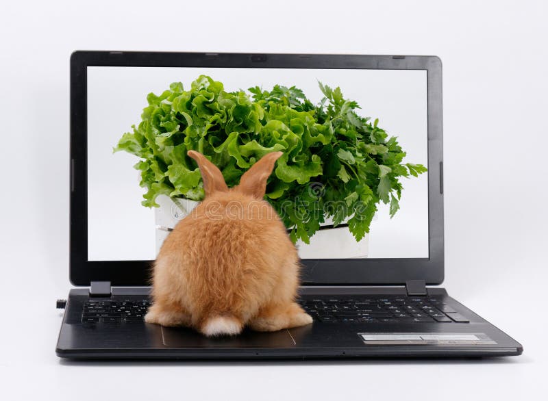 355 Animal Geek Stock Photos - Free & Royalty-Free Stock Photos from ...