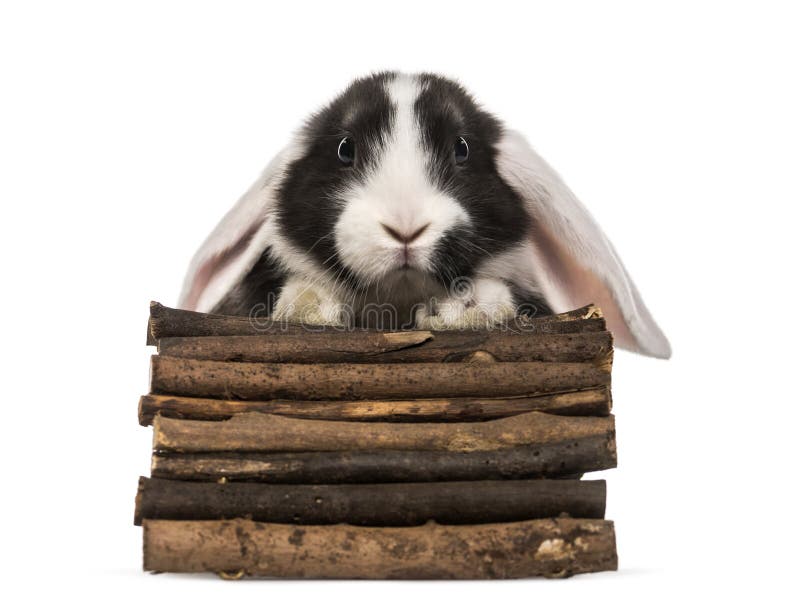 Rabbit Getting Out of a Wooden Box Stock Image - Image of domestic ...