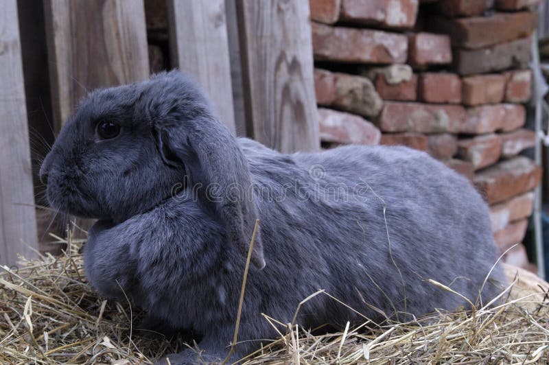 Rabbit stock image. Image of meadows, mammal, brown, small - 35349543