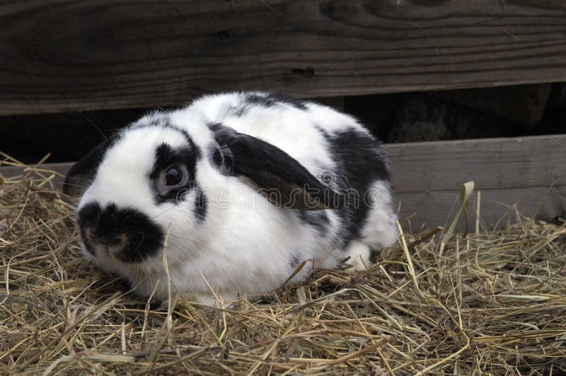 Rabbit stock image. Image of fluffy, rabbits, outdoor - 35349533