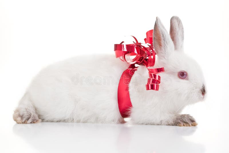 Rabbit Gift stock photo. Image of fluffy, pretty, nature - 13030558