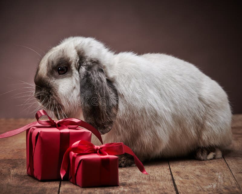 Rabbit and gift boxes stock image. Image of wood, portrait - 36840591